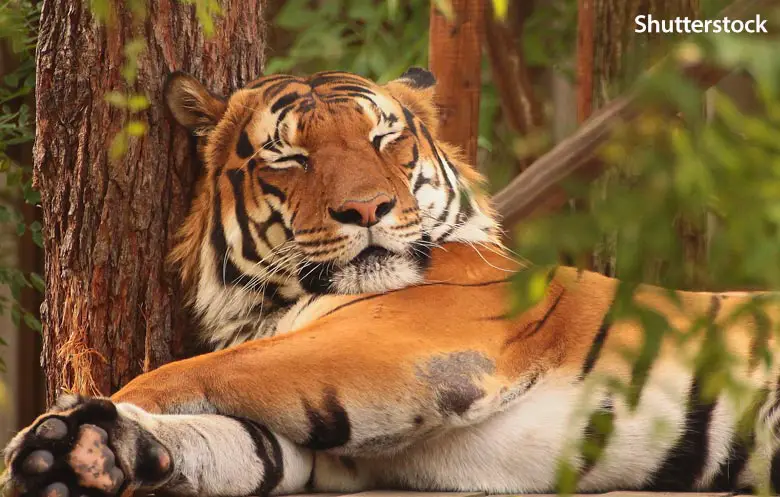 Largest wild cat | _guinness_world_records_label