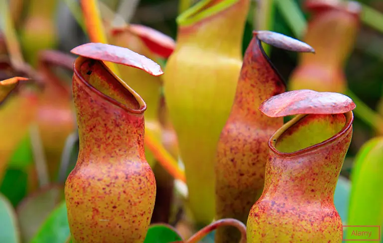 Largest genus of pitcher plants | _guinness_world_records_label