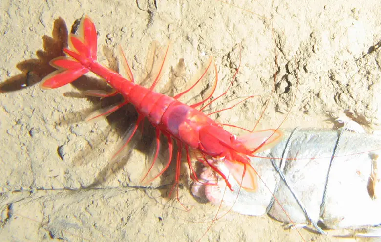 Deepest decapod | Guinness World Records