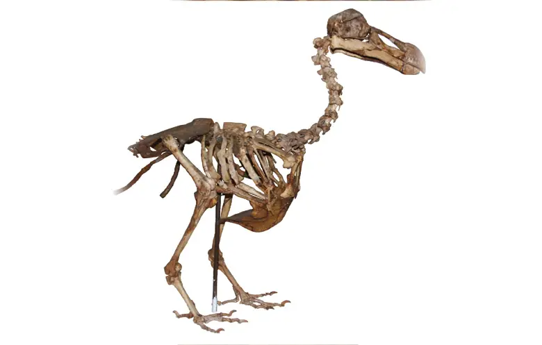 Most complete dodo specimen | Guinness World Records