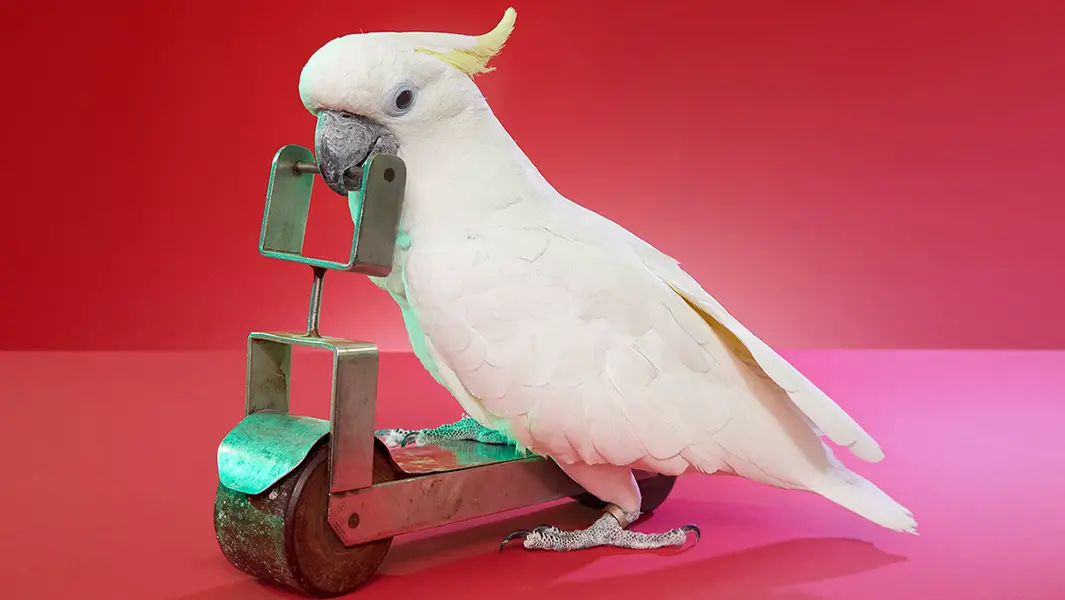 Fastest 5 m on a scooter by a parrot | Guinness World Records