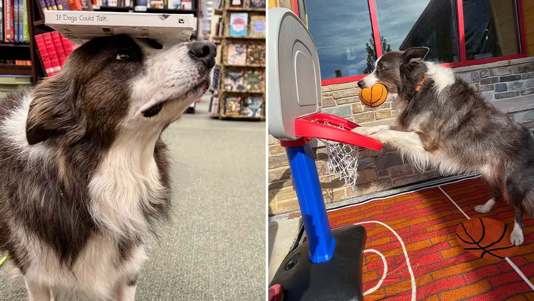 Greatest distance by a dog balancing a book on the head in one minute ...