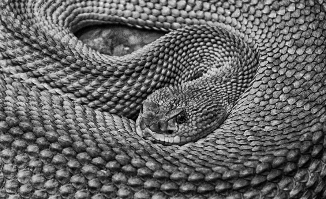 Largest snake ever | Guinness World Records