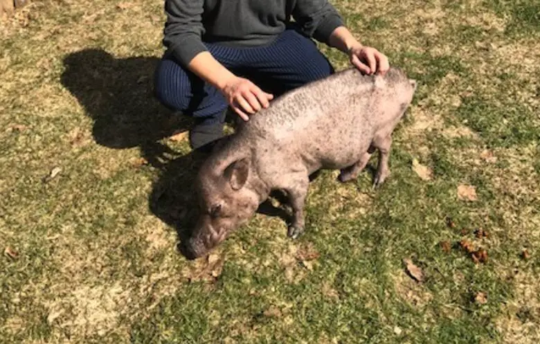 Oldest pig in captivity ever | Guinness World Records